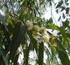Eucalyptus (Eucalyptus globulus)